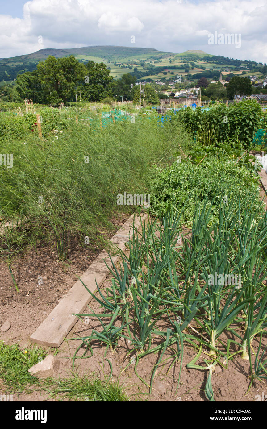Vegetables growing on community allotments hi-res stock photography and ...
