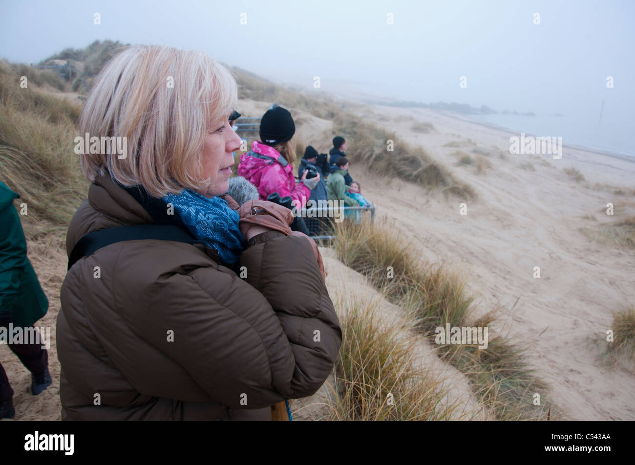 Seal watching Common Seals at Horsey Norfolk England Stock Photo - Alamy