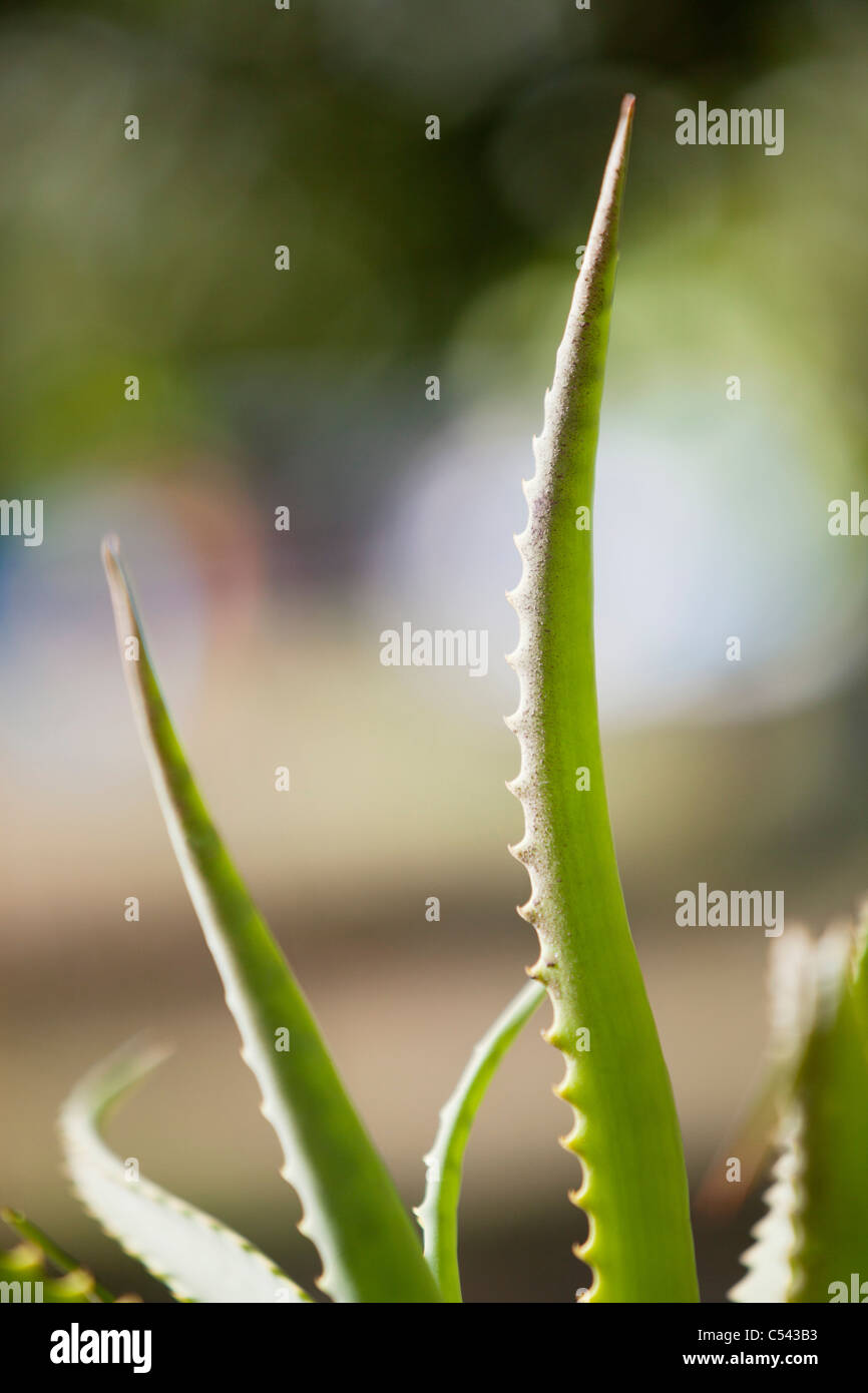 Close-up of an aloe plant Stock Photo - Alamy