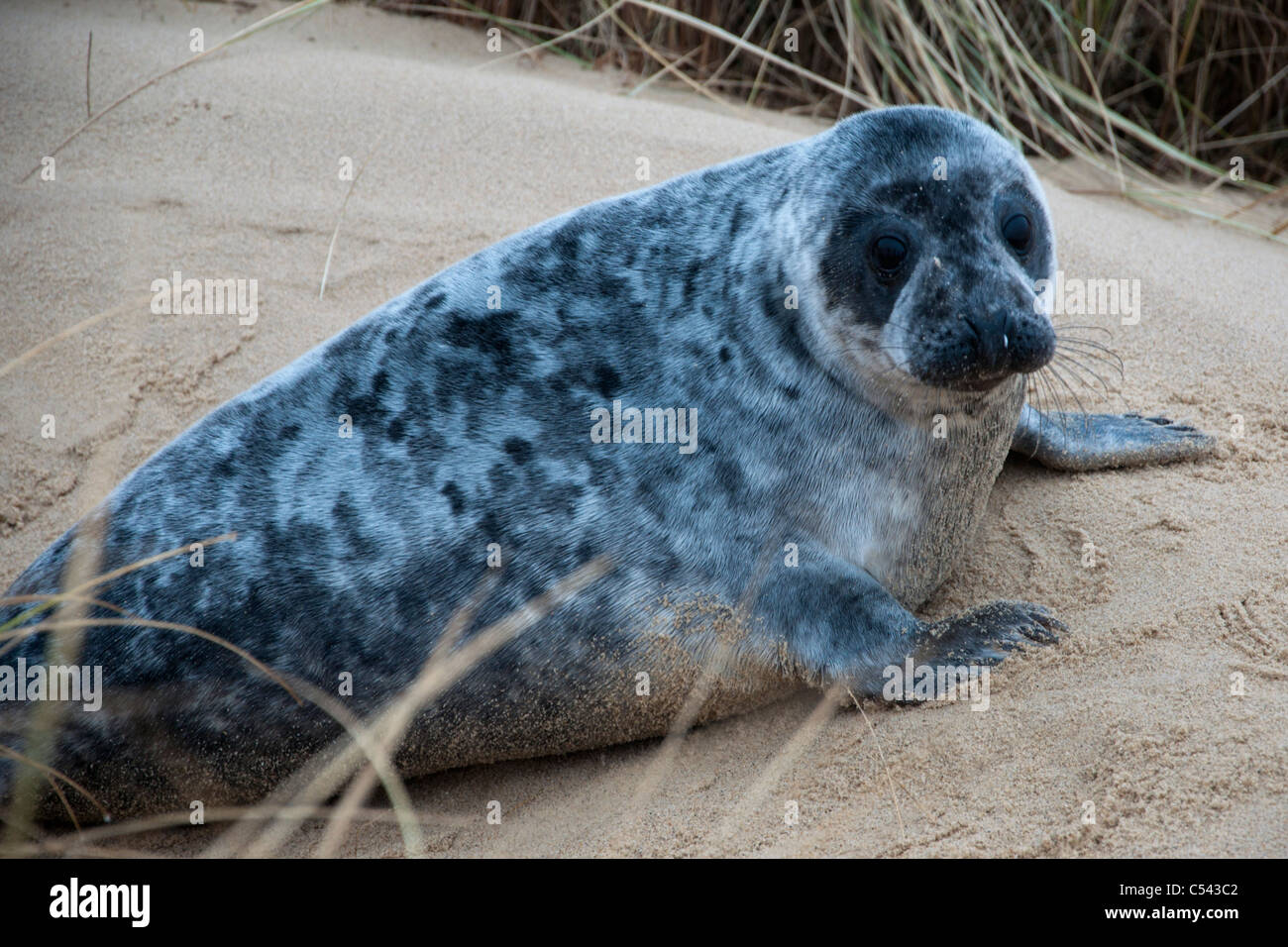 Seal watching Common Seals pup at Horsey Norfolk England Stock Photo ...