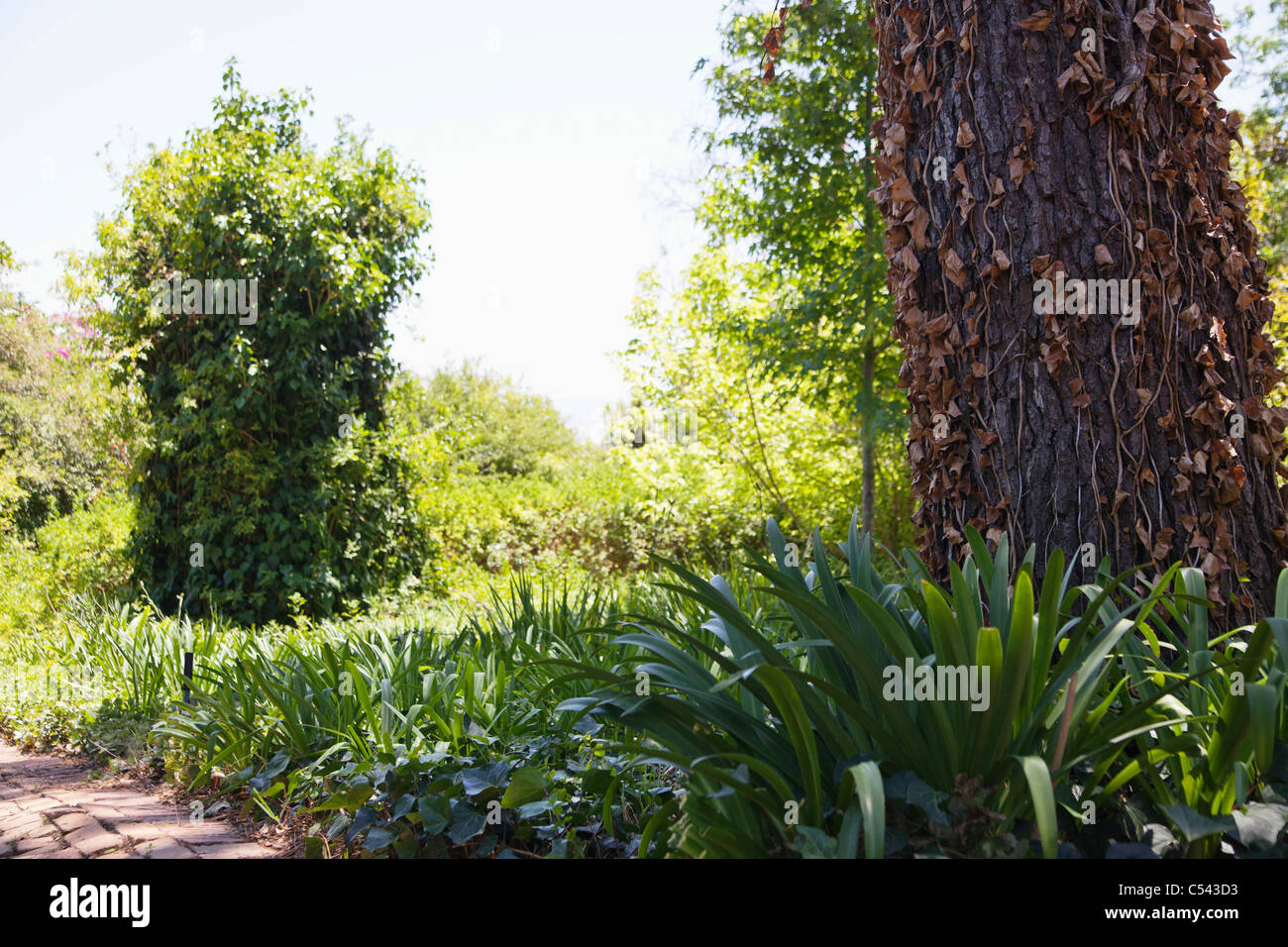 View of trees and bushes in a park Stock Photo - Alamy