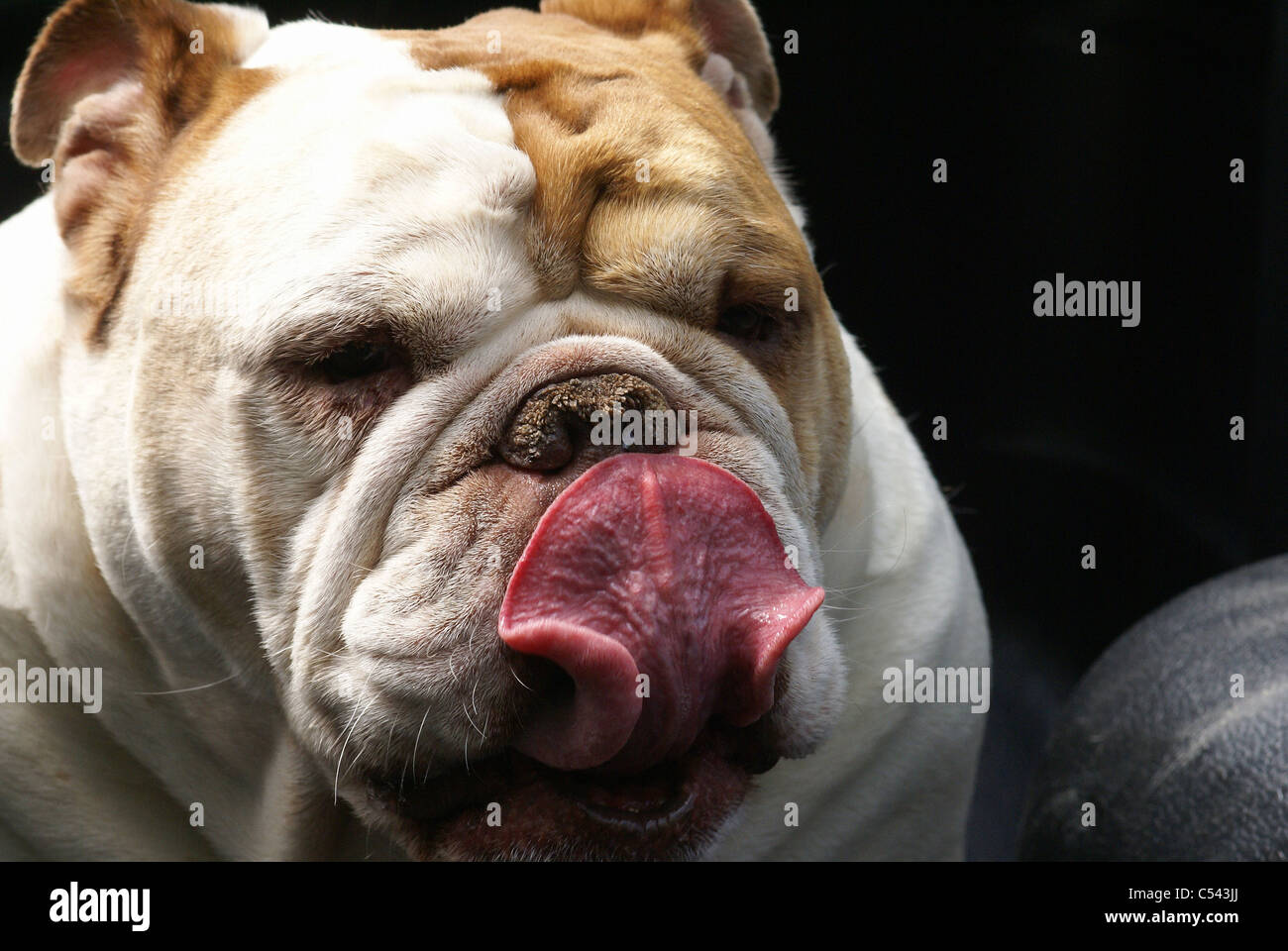 Bulldog face hi-res stock photography and images - Alamy