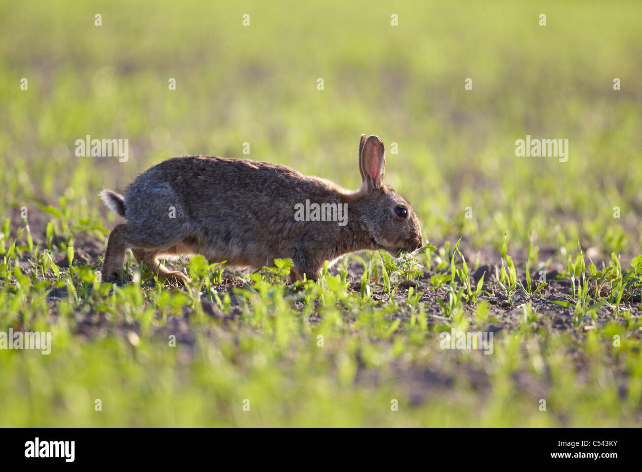 Rabbit, Oryctolagus cuniculus eating farm crop, East Yorkshire, UK ...