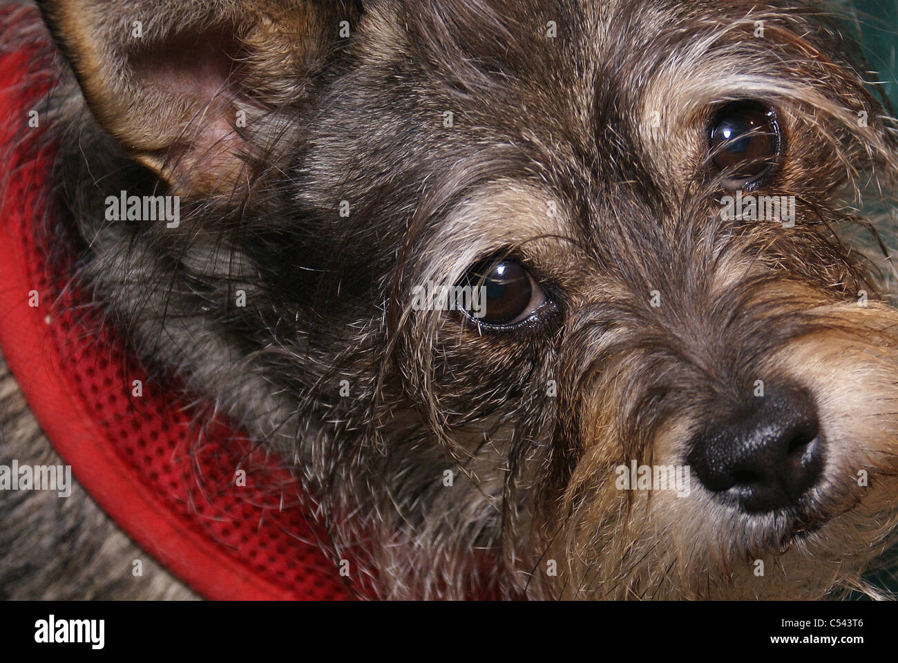 Cute dog face Stock Photo - Alamy