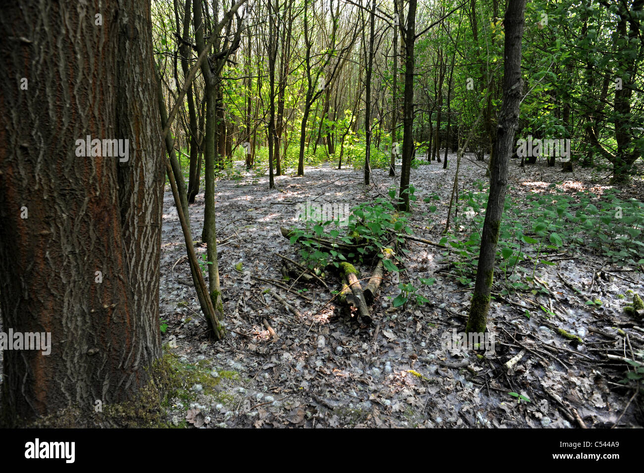 Spider webs cover the floor of Wheelers Woods Stock Photo - Alamy