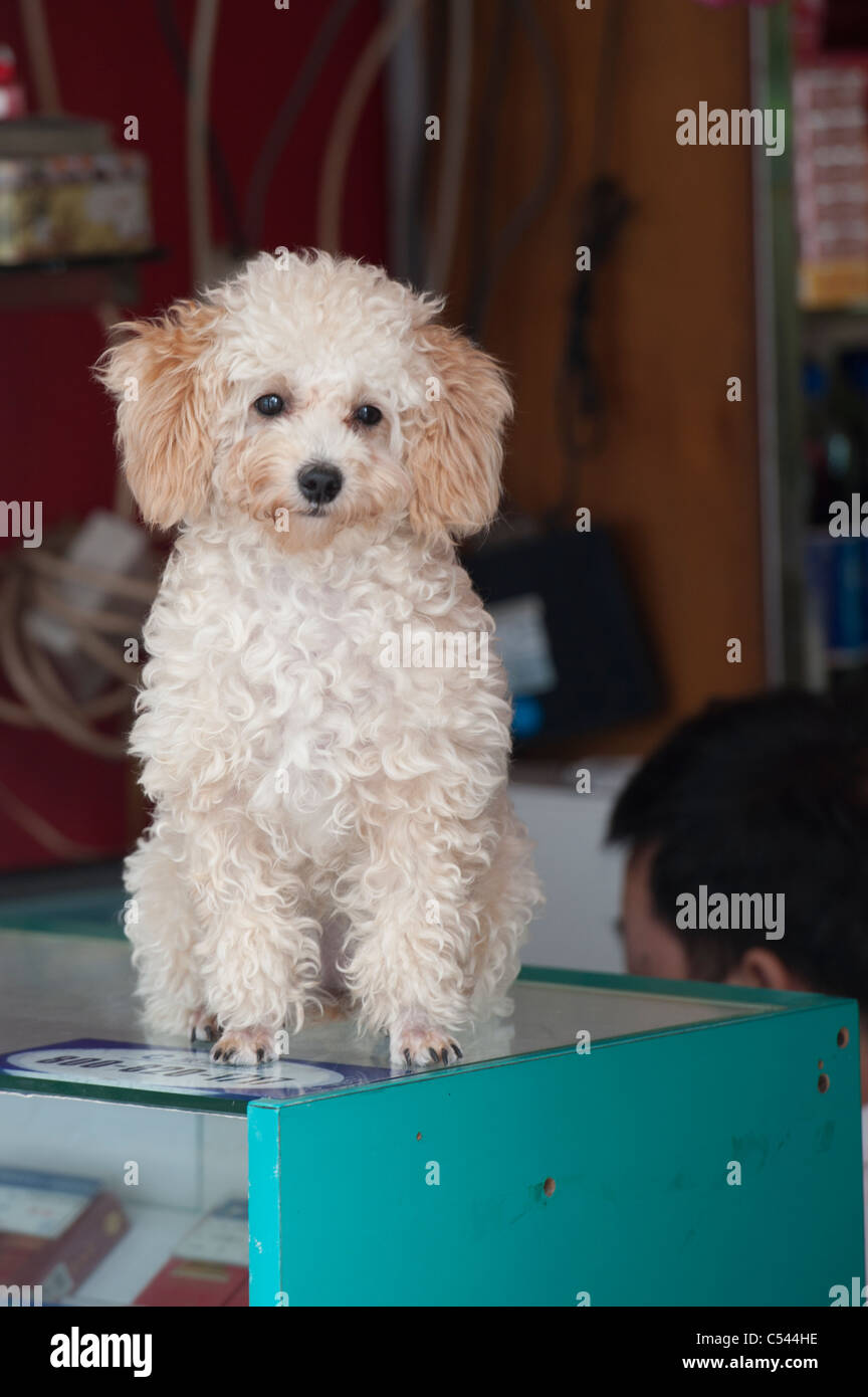 Shanghai pets hi-res stock photography and images - Alamy