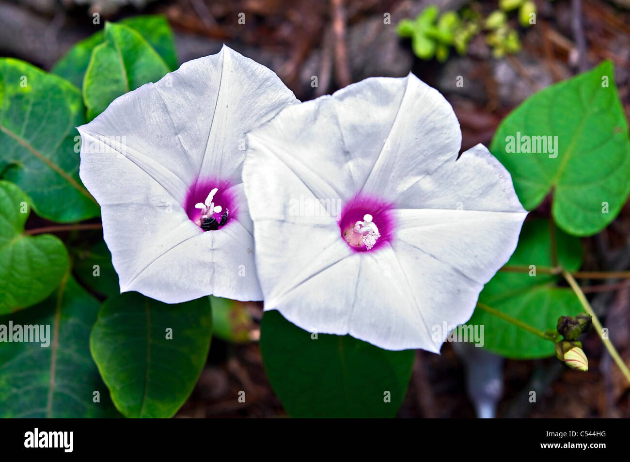 Morning glory flowers hi-res stock photography and images - Alamy