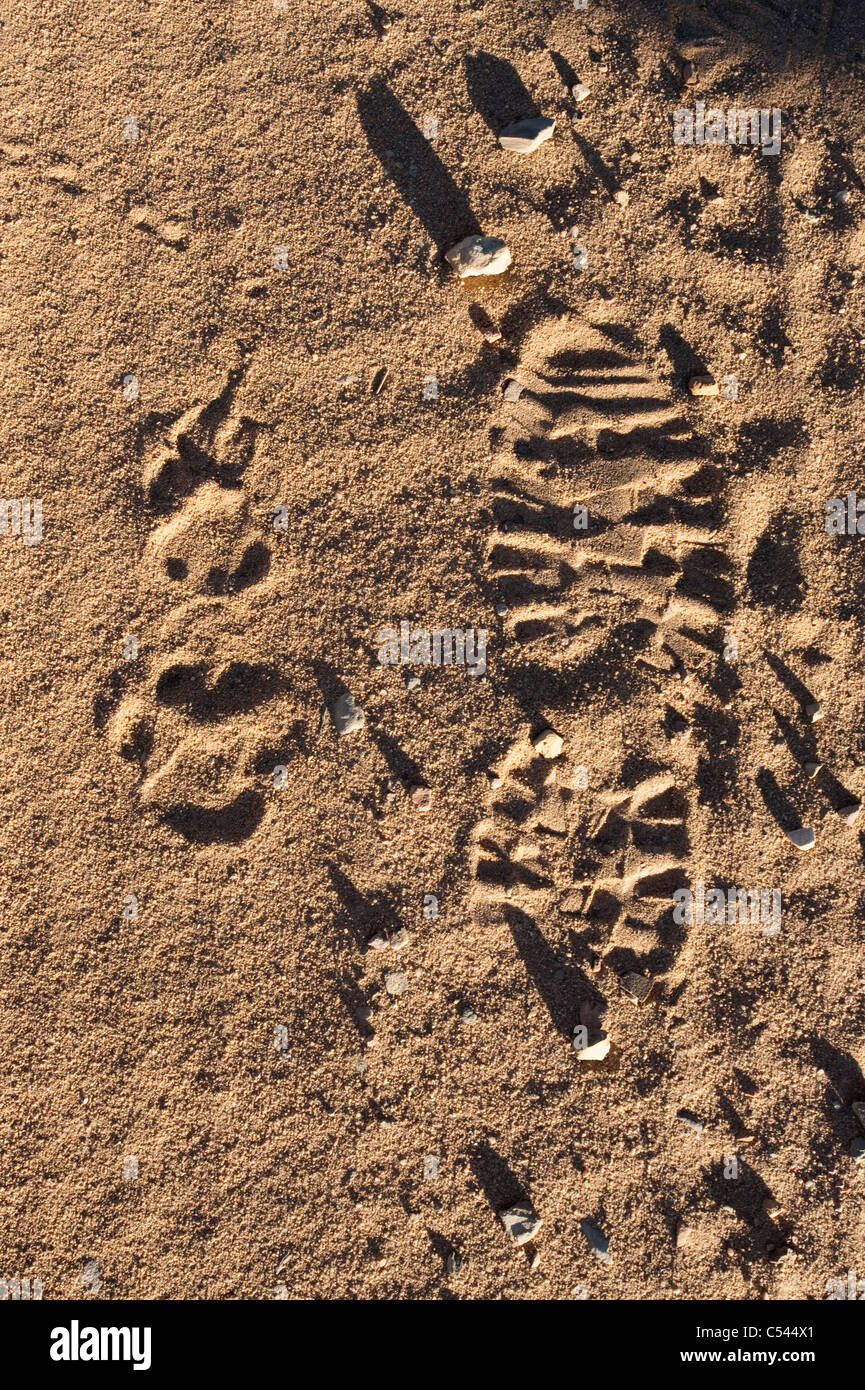 Fresh leopard spoor, Panthera pardus, on road in Cederberg mountains ...