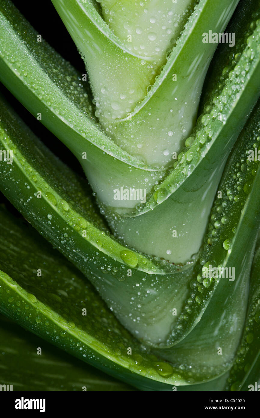 Aloe Vera plant stem close up with water droplets Stock Photo - Alamy