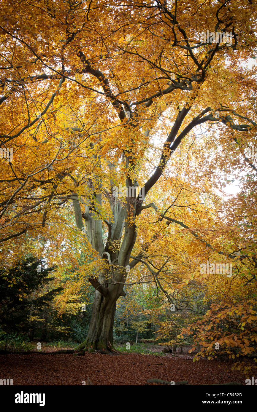 Autumn tree with golden leaves Stock Photo - Alamy