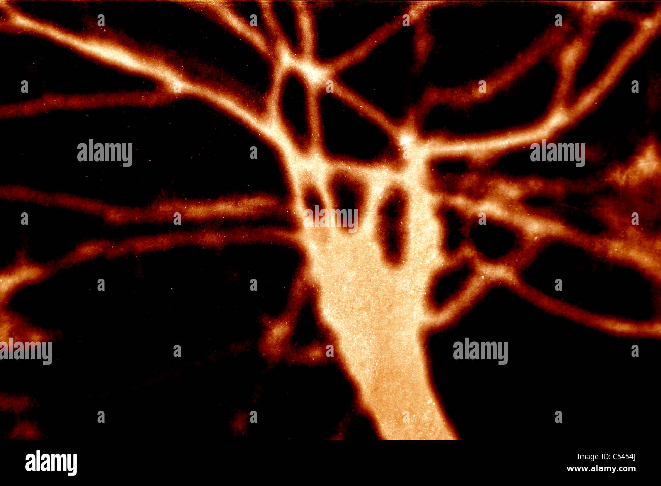 Tree shadow on concrete wall creating an abstract treated in photoshop ...