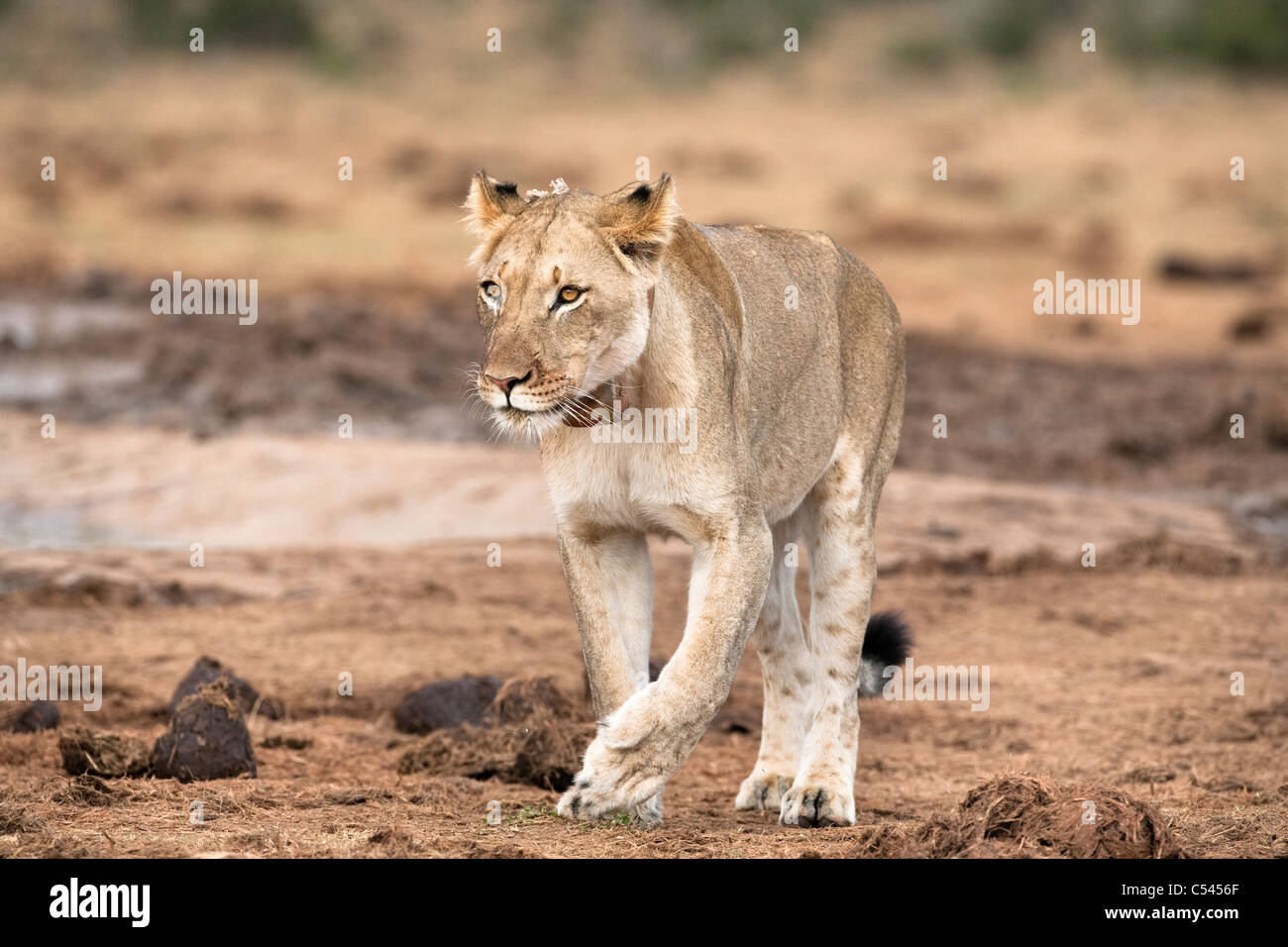 With radio collar hi-res stock photography and images - Alamy
