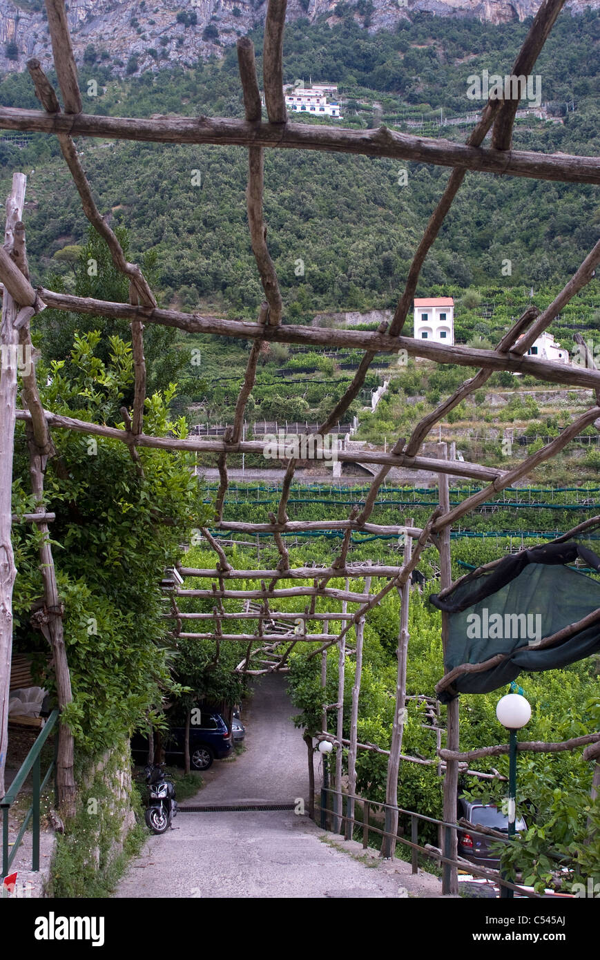 Grove of lemons used mostly for making the liqueur Limoncello in the ...
