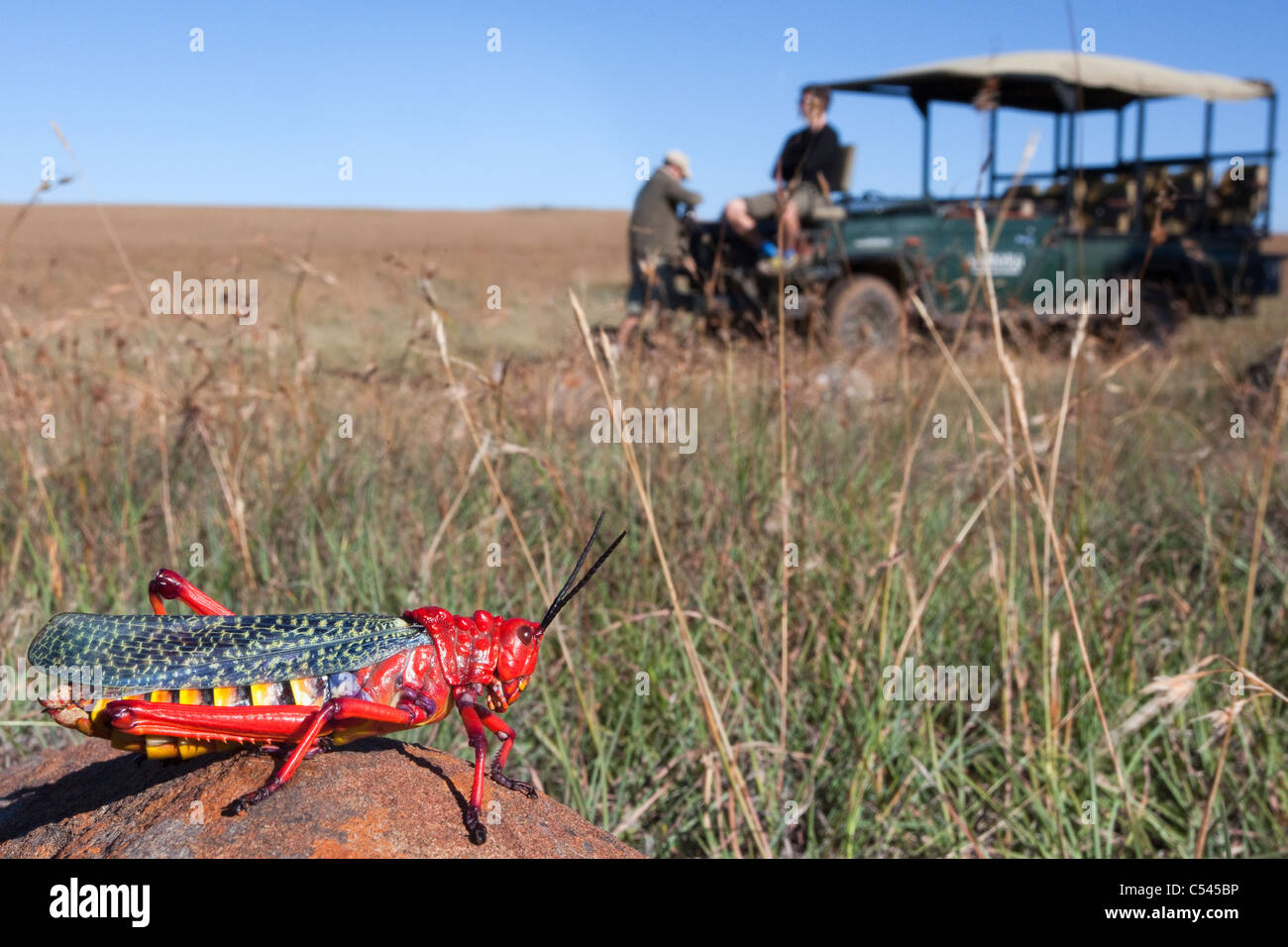 Common milkweed locust in long grass on safari, Phymateus morbillosus ...