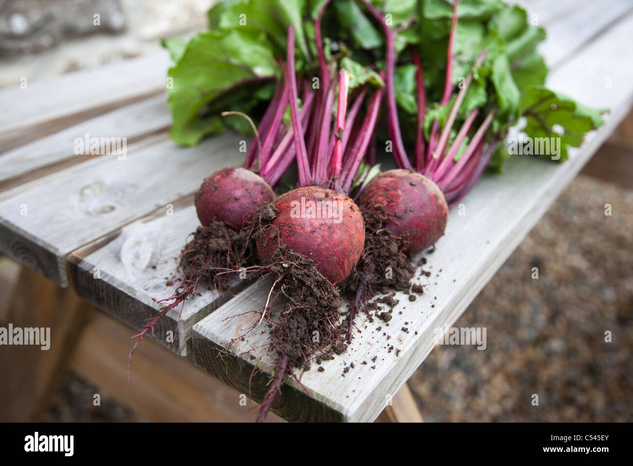 Organic beetroot, home grown on domestic vegetable plot, UK Stock Photo ...