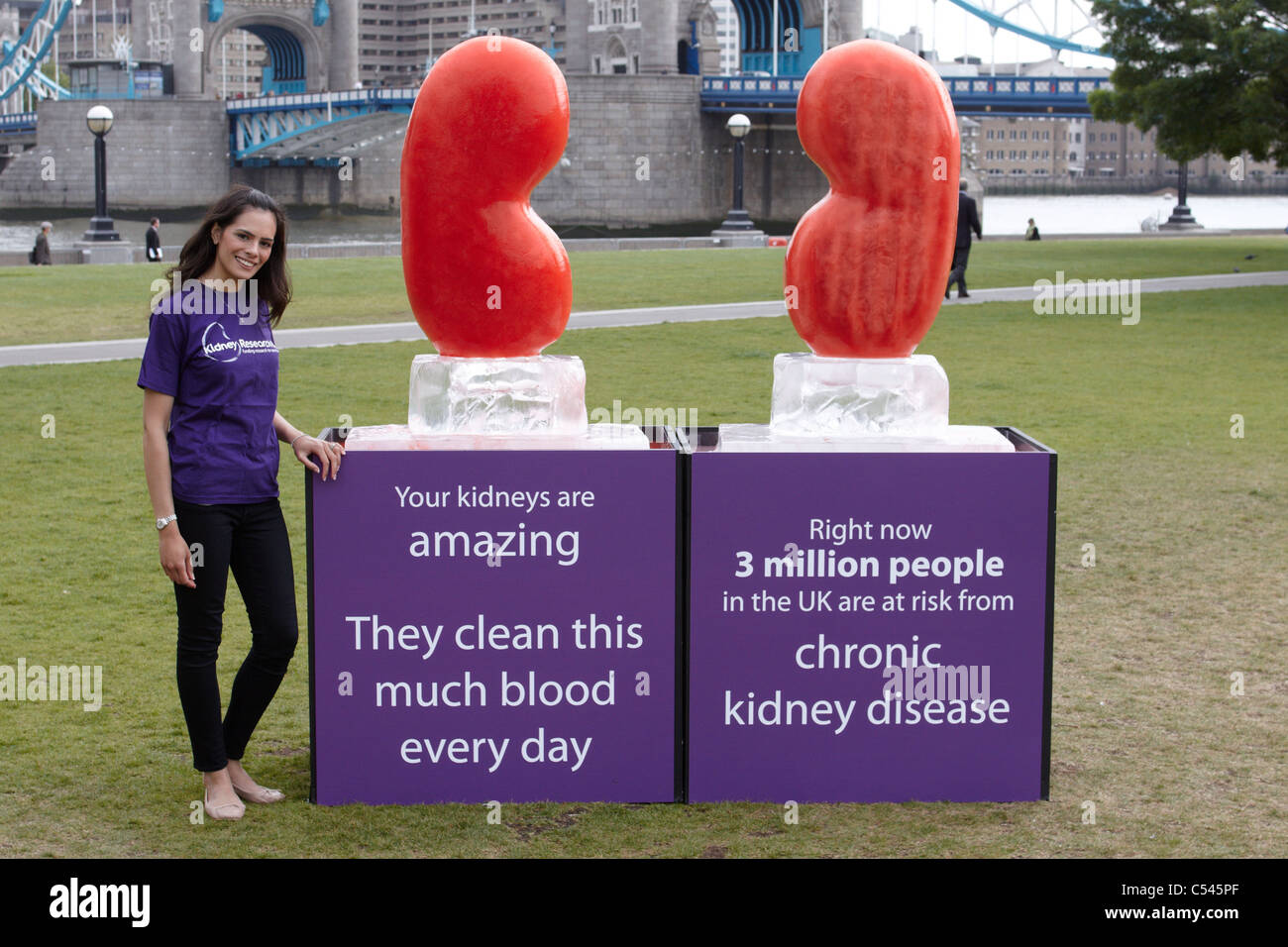Two kidneys, made of red ice representing the amount of blood they ...