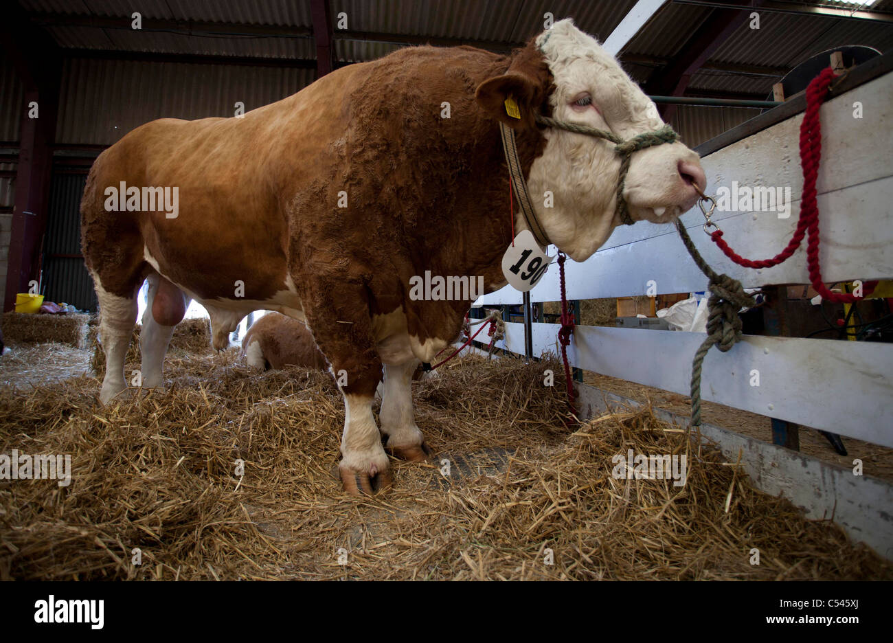 James bull hi-res stock photography and images - Alamy