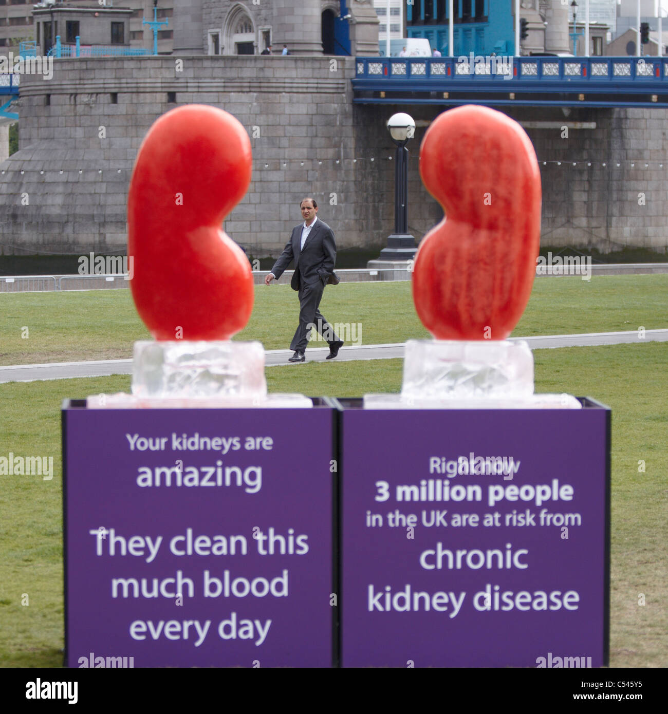Two kidneys, made of red ice representing the amount of blood they ...