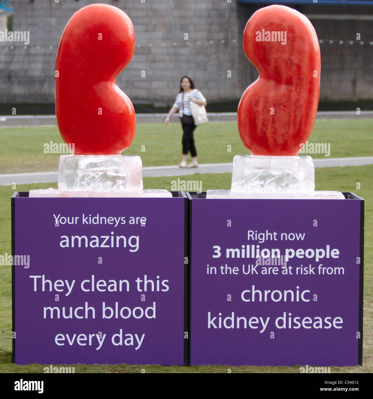Kidney research uk hi-res stock photography and images - Alamy