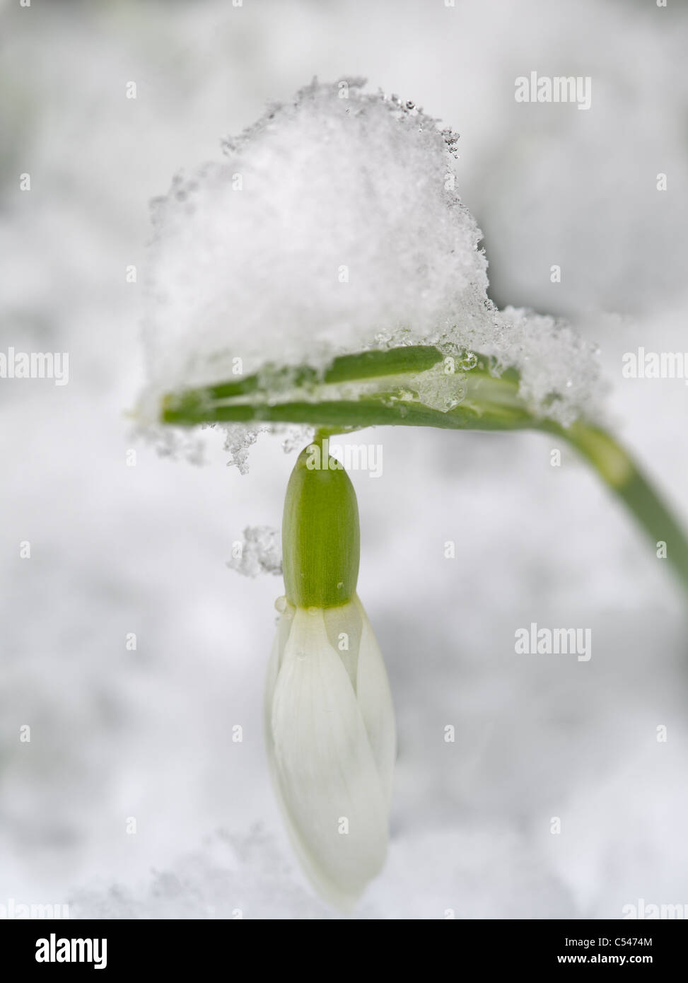 Galanthus magnet hi-res stock photography and images - Alamy