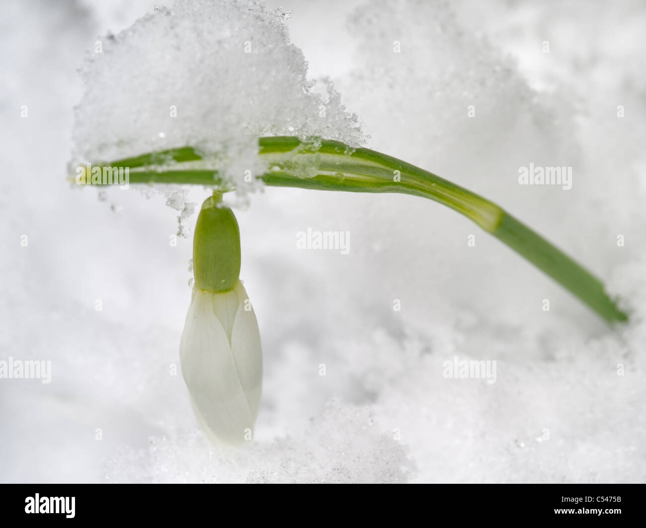 Galanthus magnet hi-res stock photography and images - Alamy