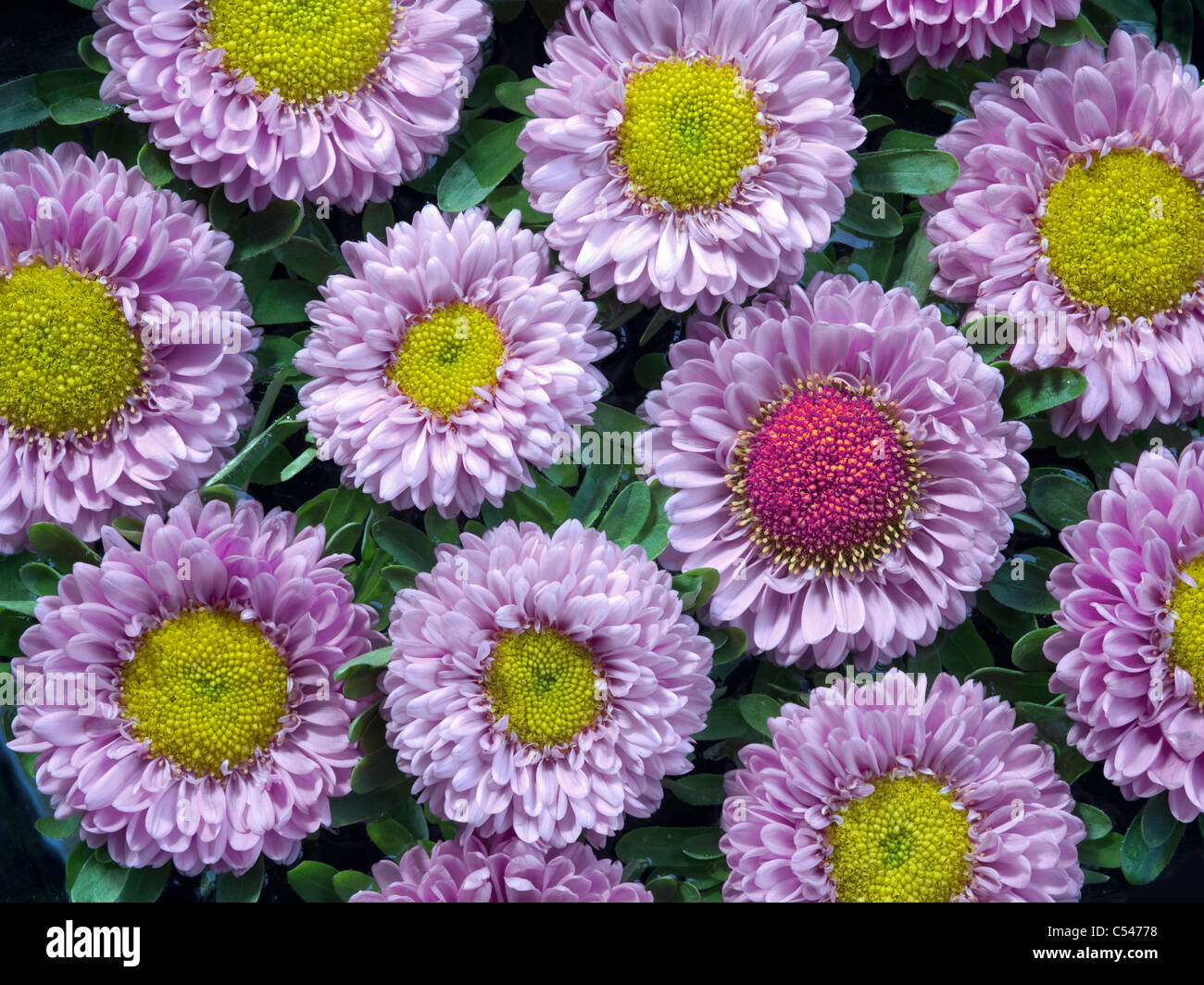 Aster blooms hi-res stock photography and images - Alamy