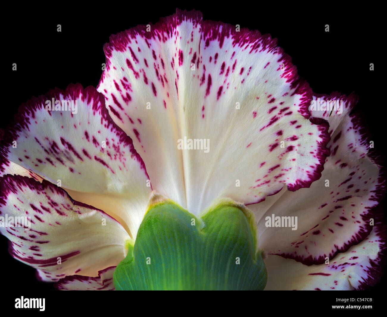 Carnation hi-res stock photography and images - Alamy