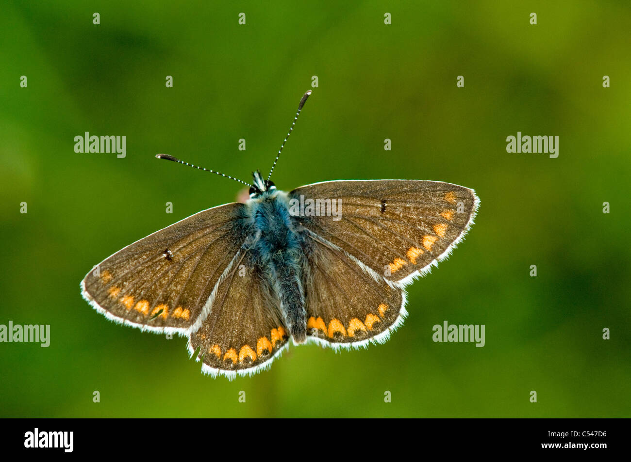 brown argus butterfly Stock Photo - Alamy