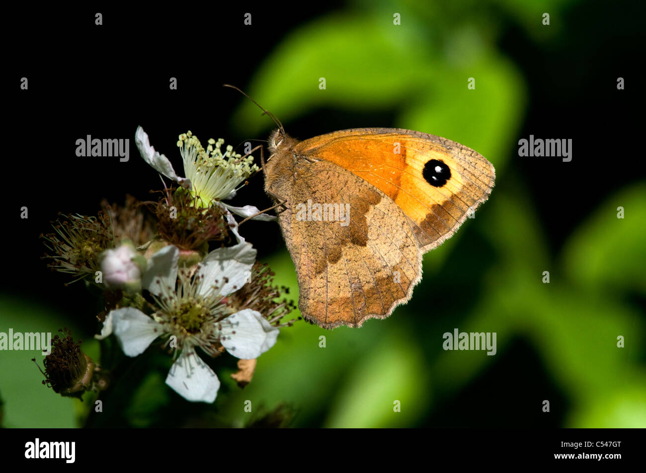 Brown butterfly hi-res stock photography and images - Alamy