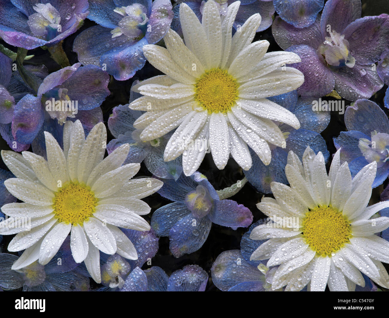 Margerite hi-res stock photography and images - Alamy