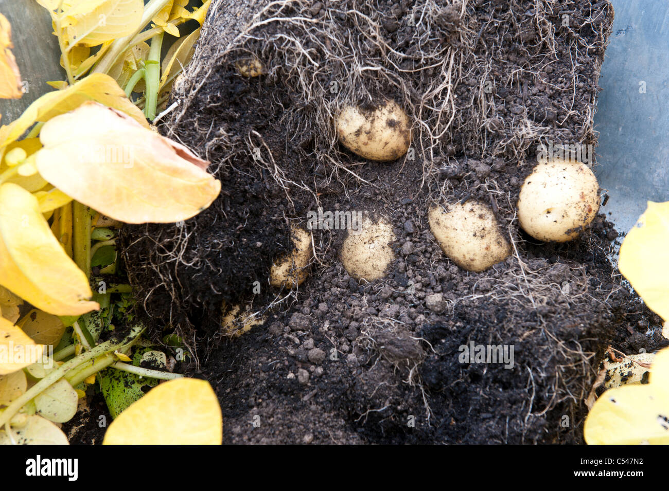 home grown potao Stock Photo - Alamy