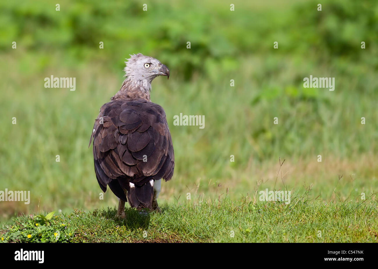 Grey headed fish eagle hi-res stock photography and images - Alamy