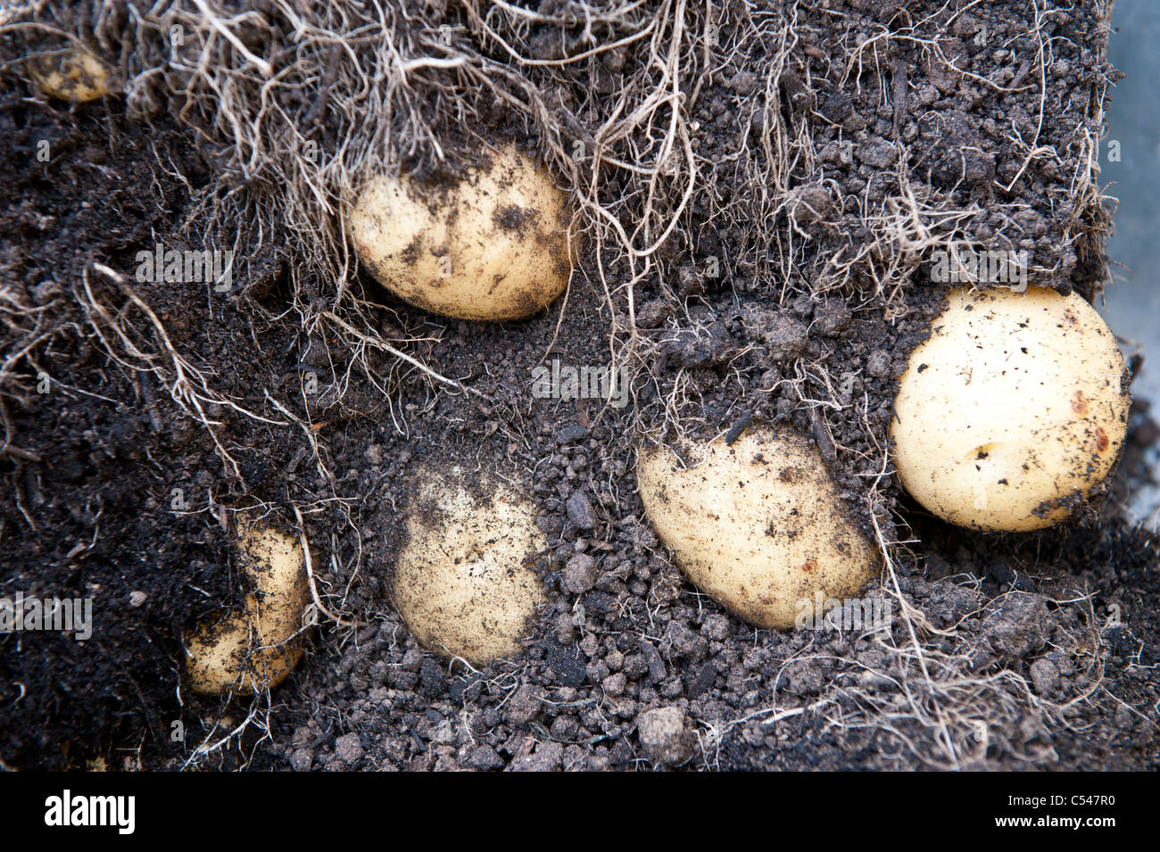 home grown potato Stock Photo - Alamy