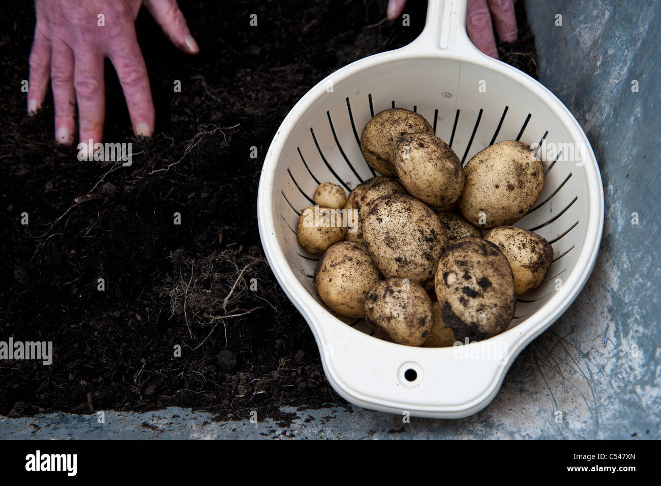 home grown potato Stock Photo - Alamy