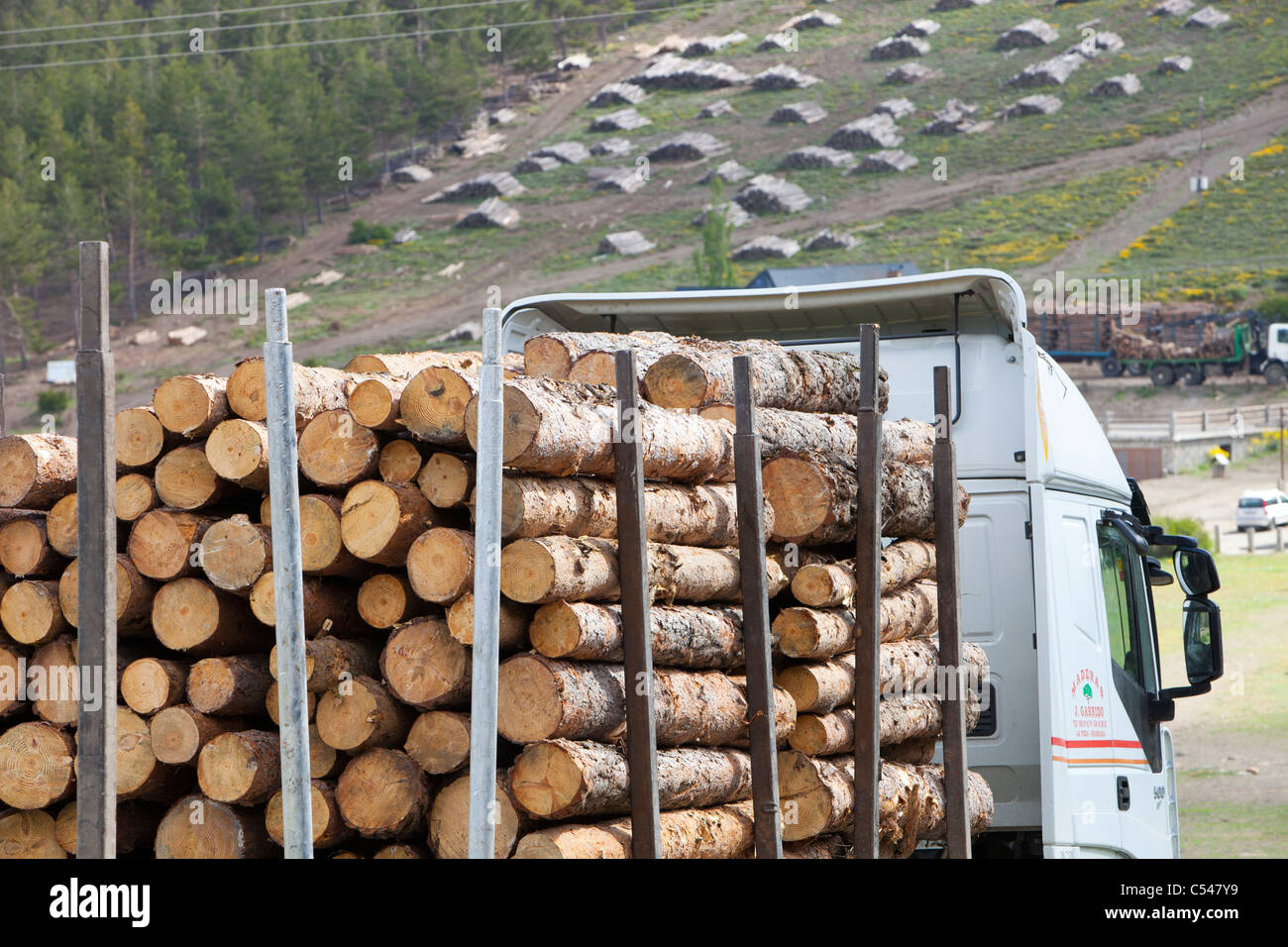 Timber being felled at 7,000 feet in the Sierra Nevada mountain range ...