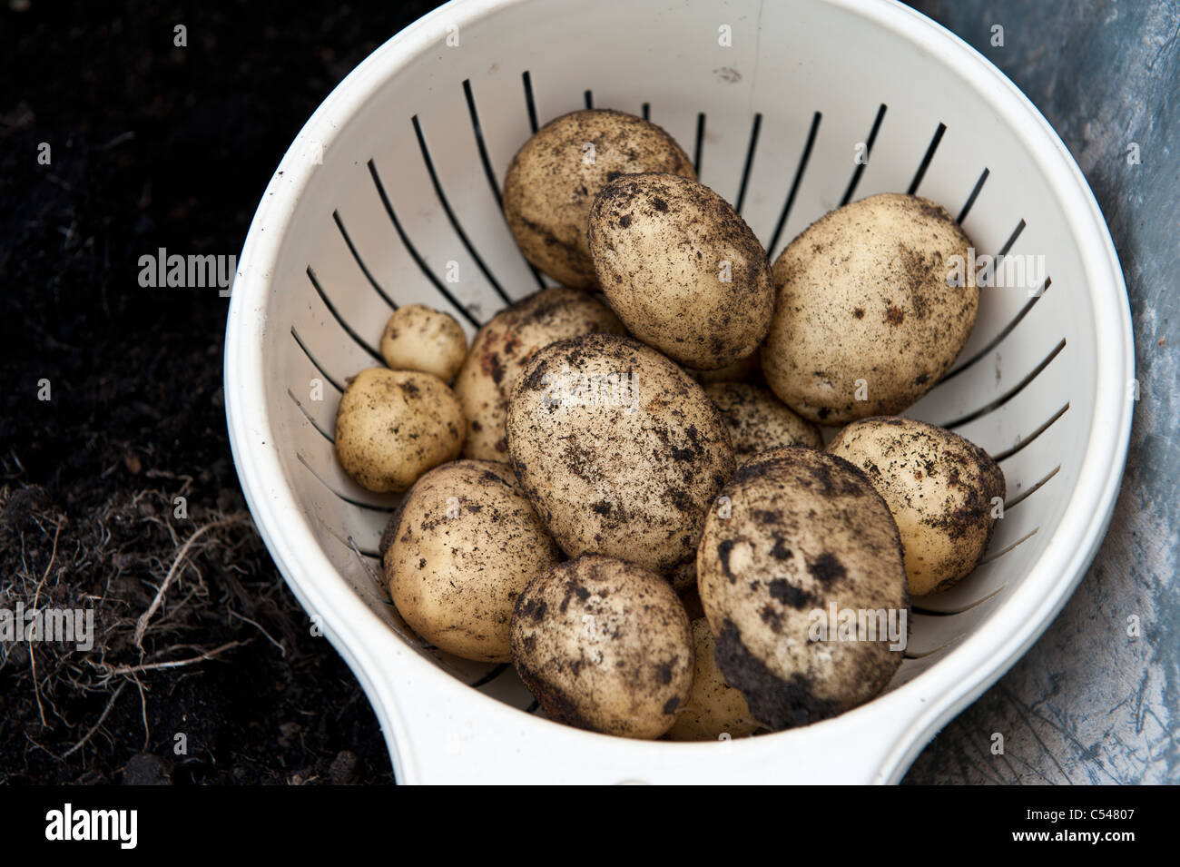New potato hi-res stock photography and images - Alamy