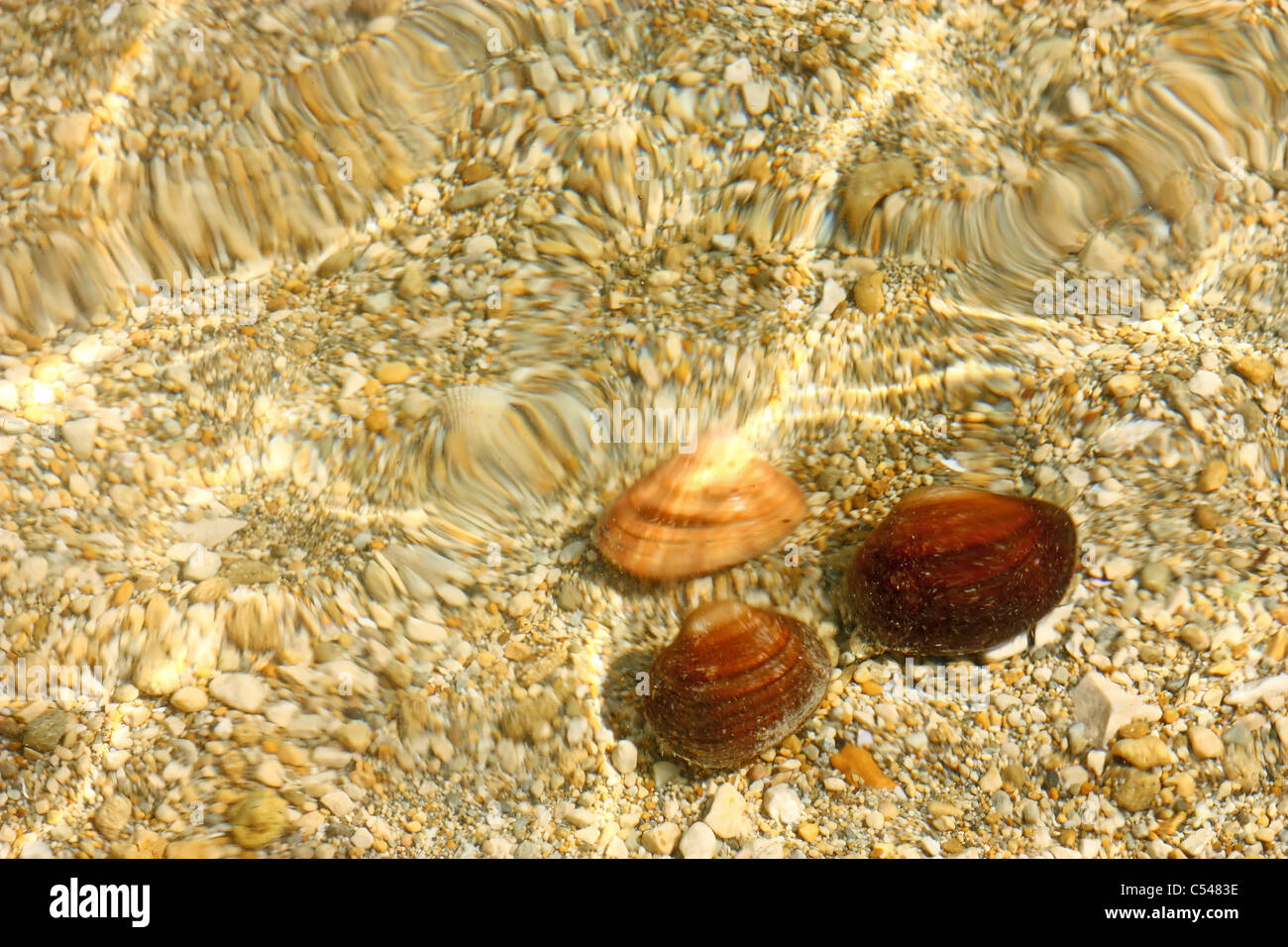 Three seashells in wavy shallow water in the sand Stock Photo - Alamy
