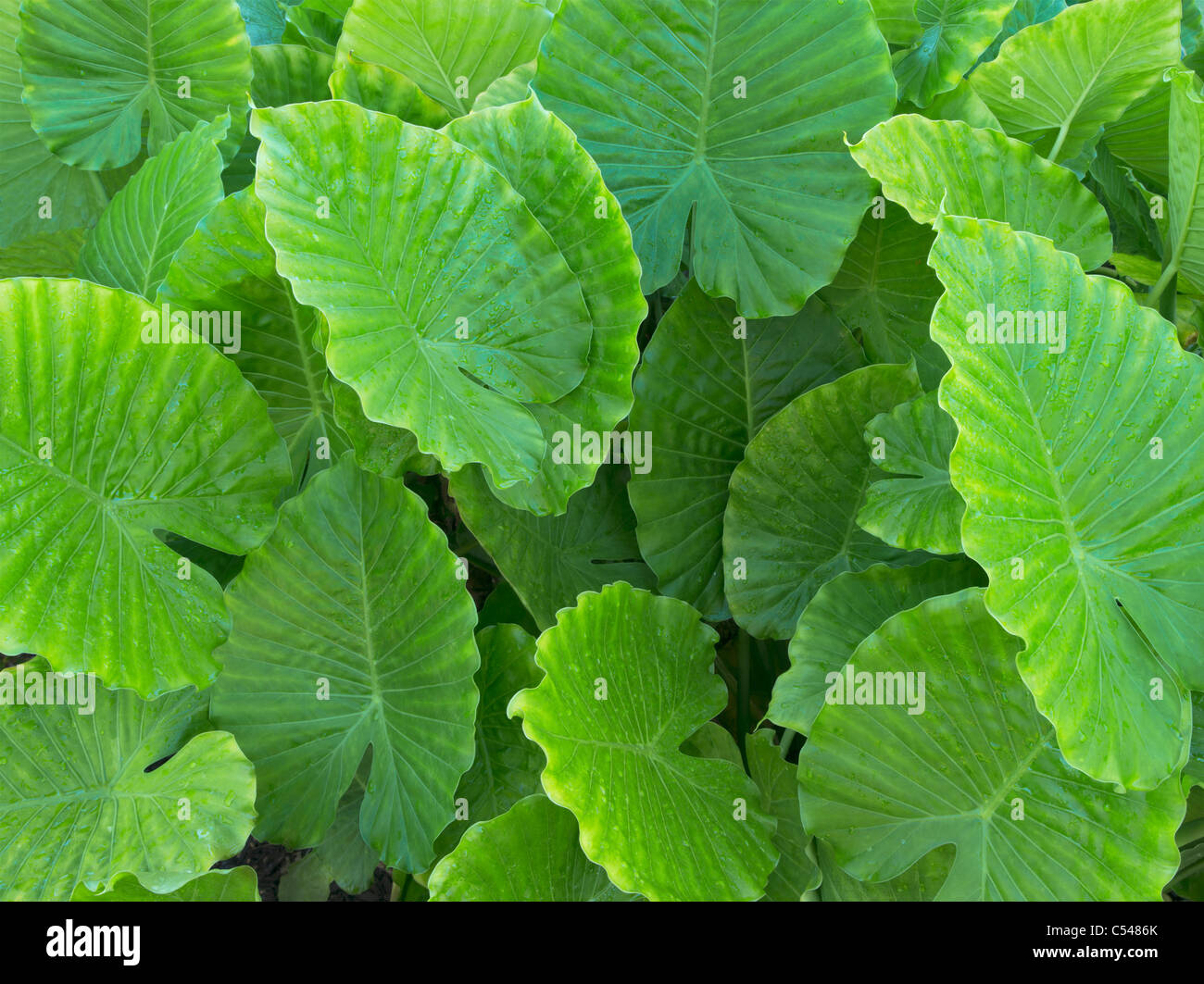 St john virgin islands flowers hi-res stock photography and images - Alamy