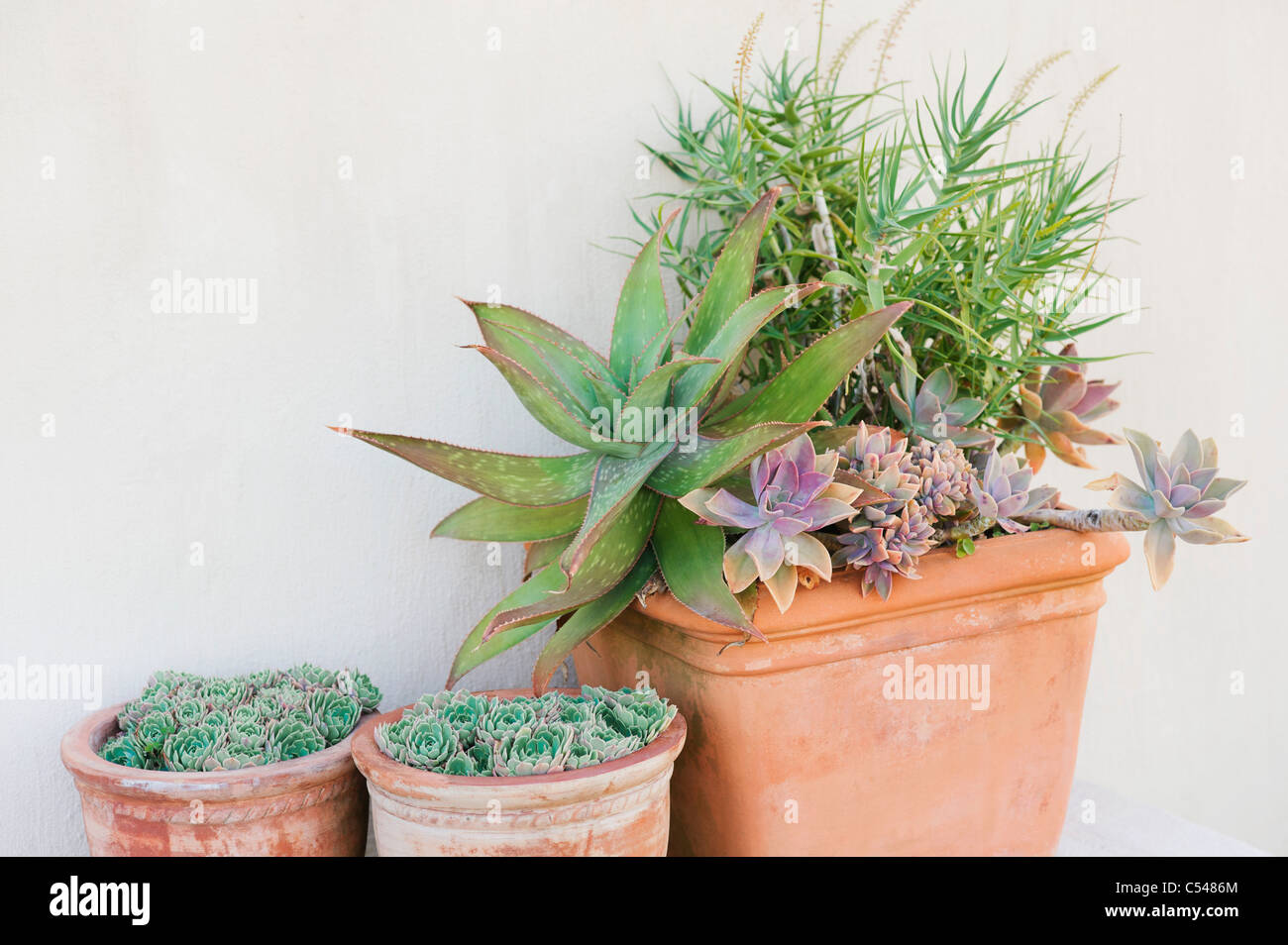Potted plants hi-res stock photography and images - Alamy