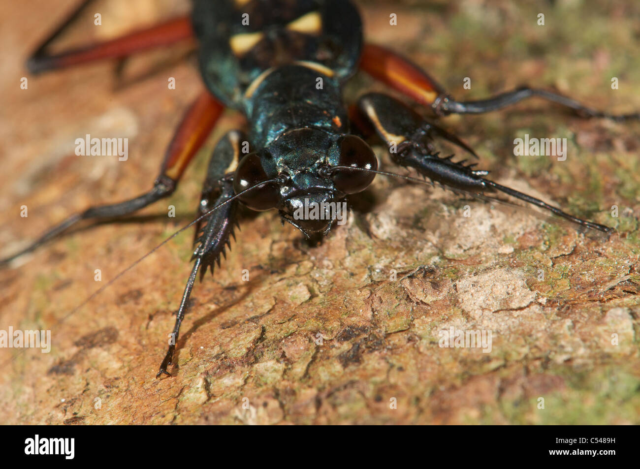 Asian praying mantis hi-res stock photography and images - Alamy
