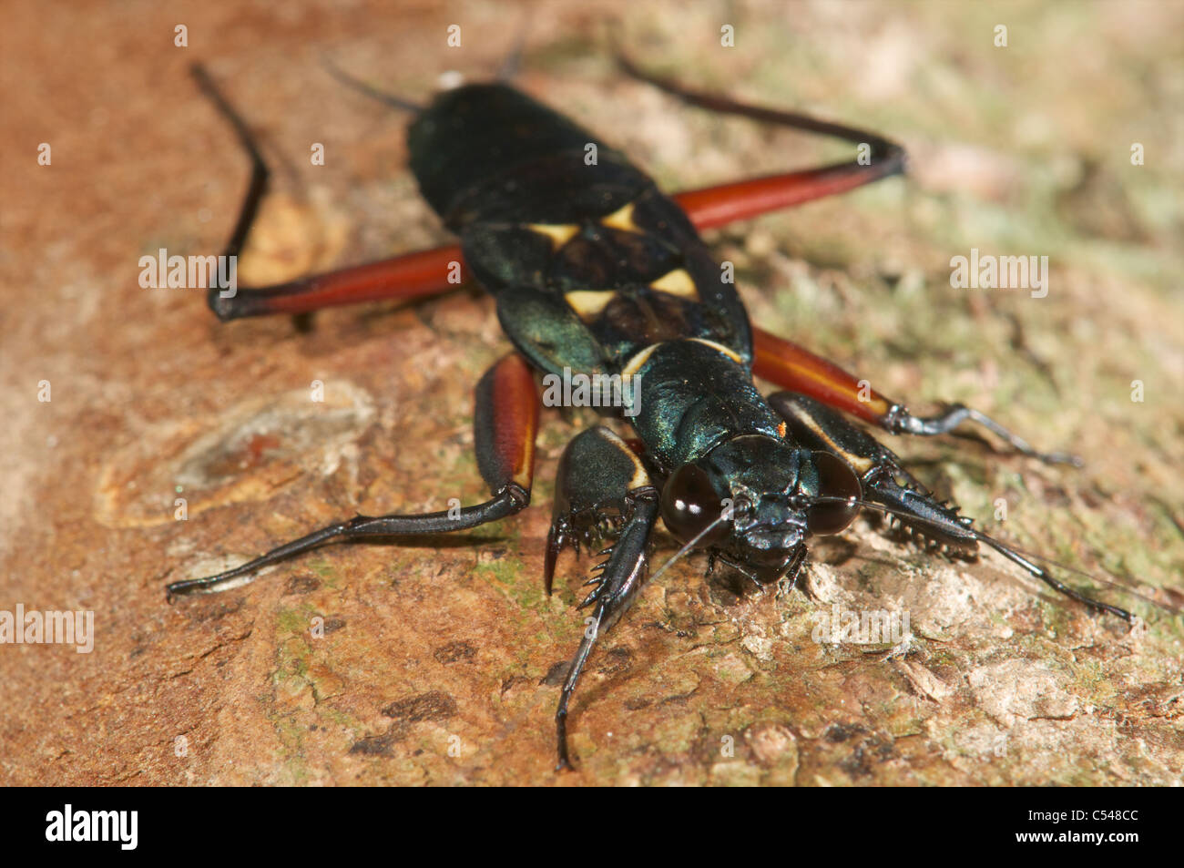Metallyticus violaceus hi-res stock photography and images - Alamy