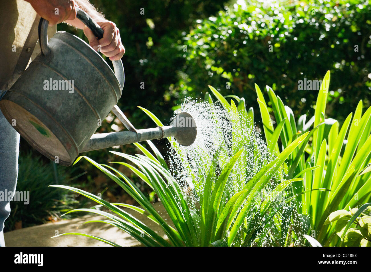 Mature man watering plants in a garden Stock Photo - Alamy