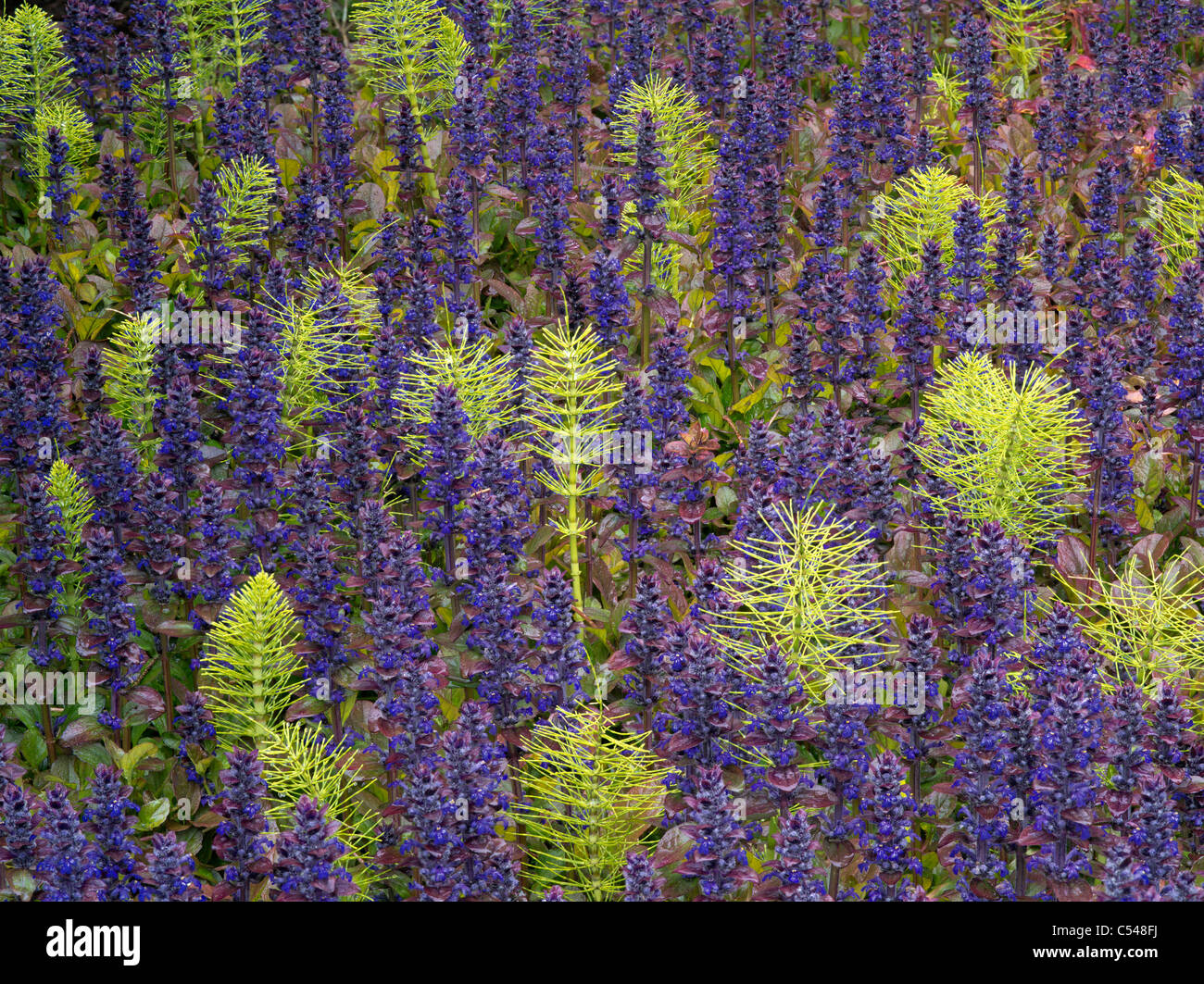 Purple Ajuga and horsetail rush. The Connie Hansen Garden. Lincoln City ...