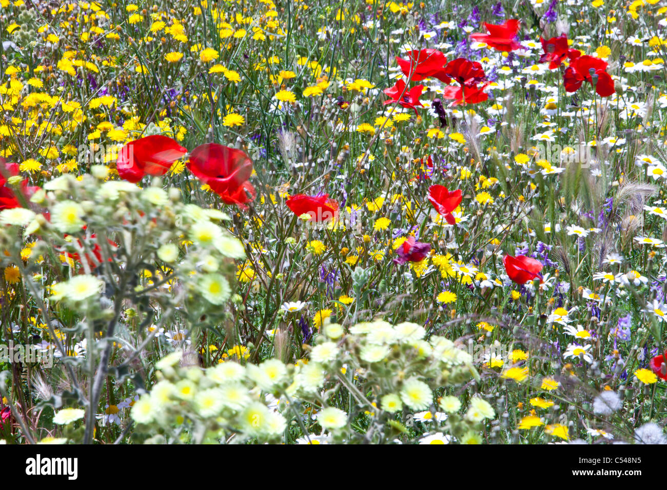 Wild flowers growing on a field verge in Andalucia, Spain Stock Photo ...