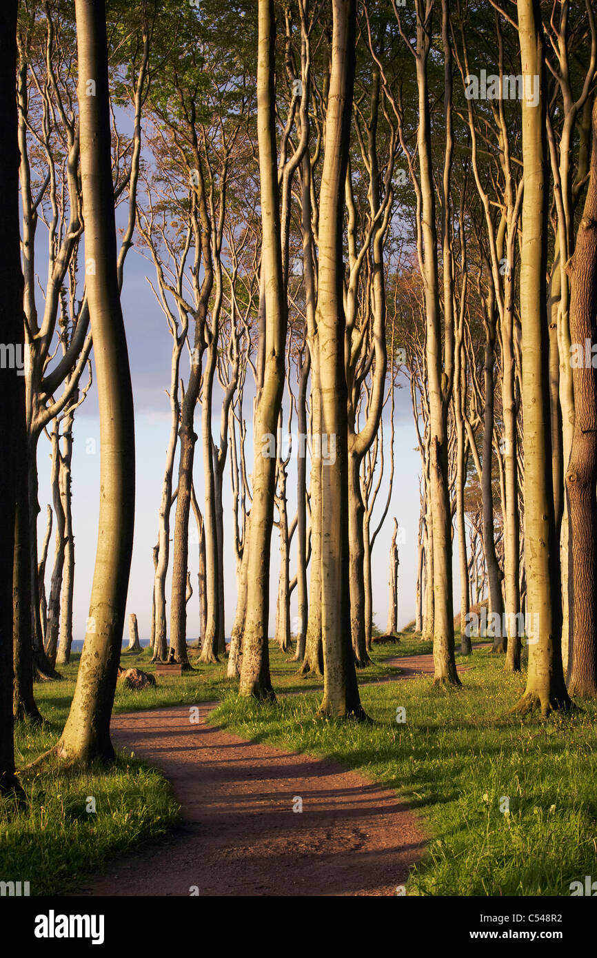 Ghost forest nienhagen mecklenburg vorpommern germany hi-res stock ...