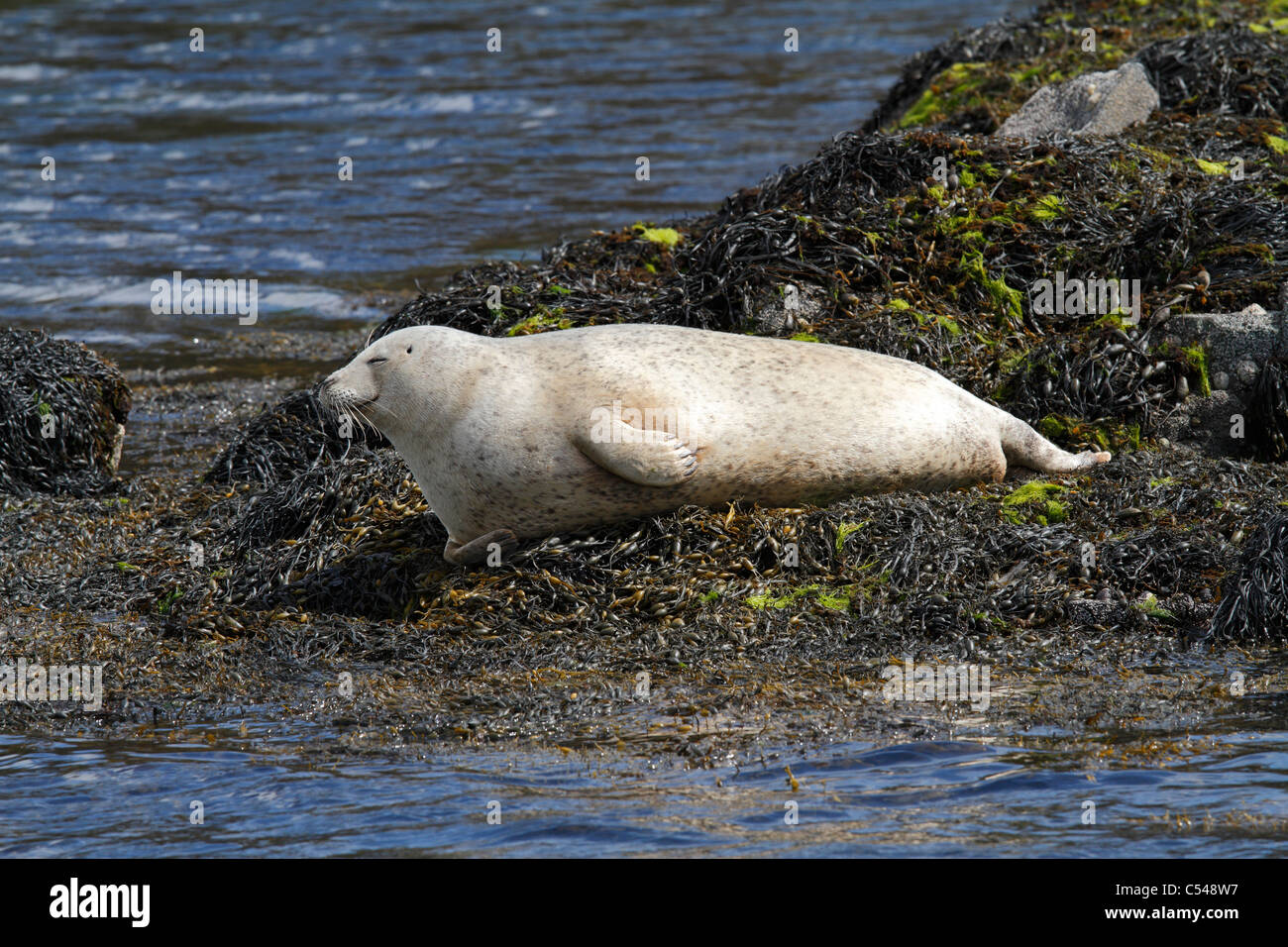 A sleepy seal on calve island near Tobermory Stock Photo - Alamy