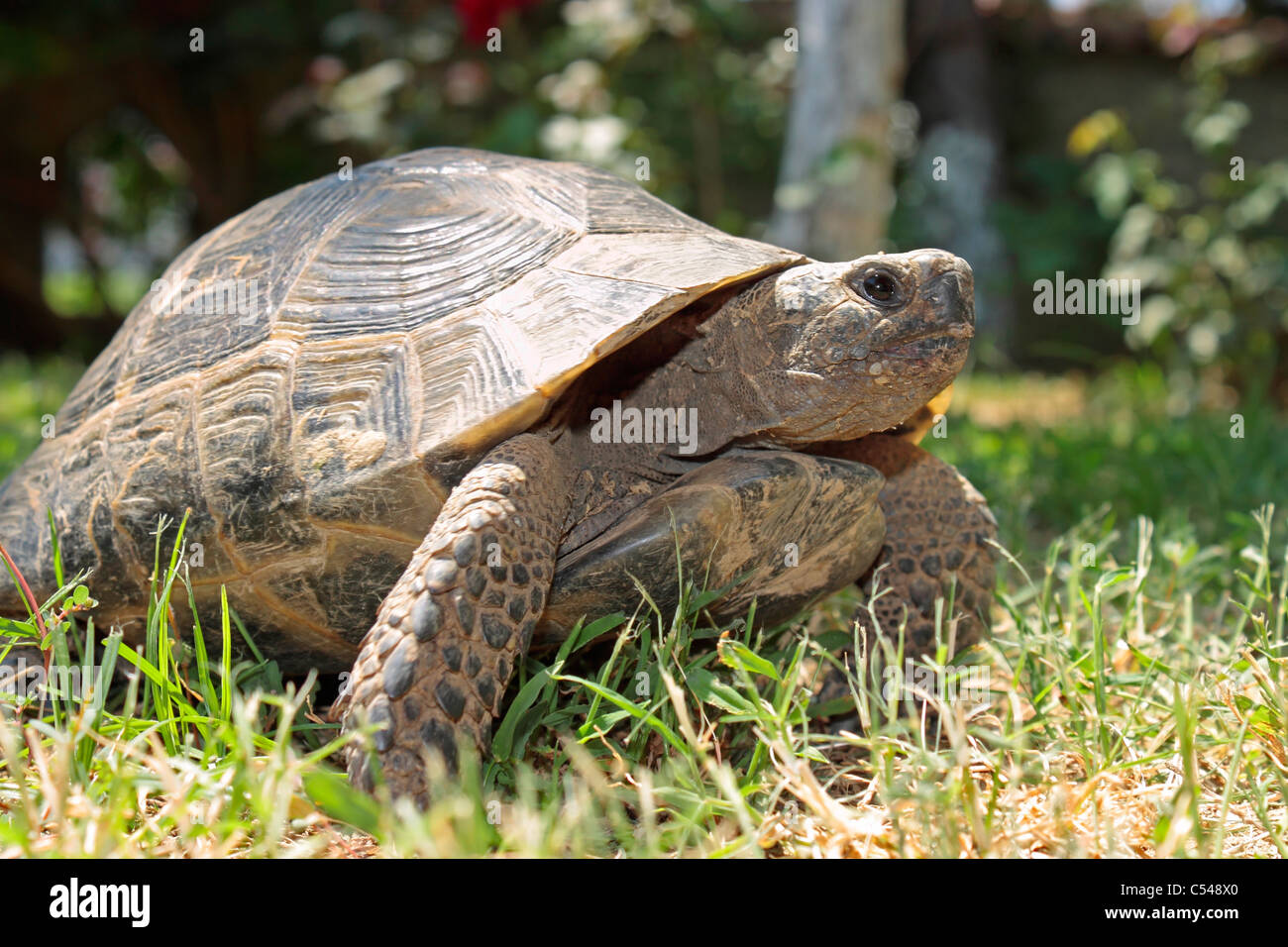 Tortoise Stock Photo - Alamy