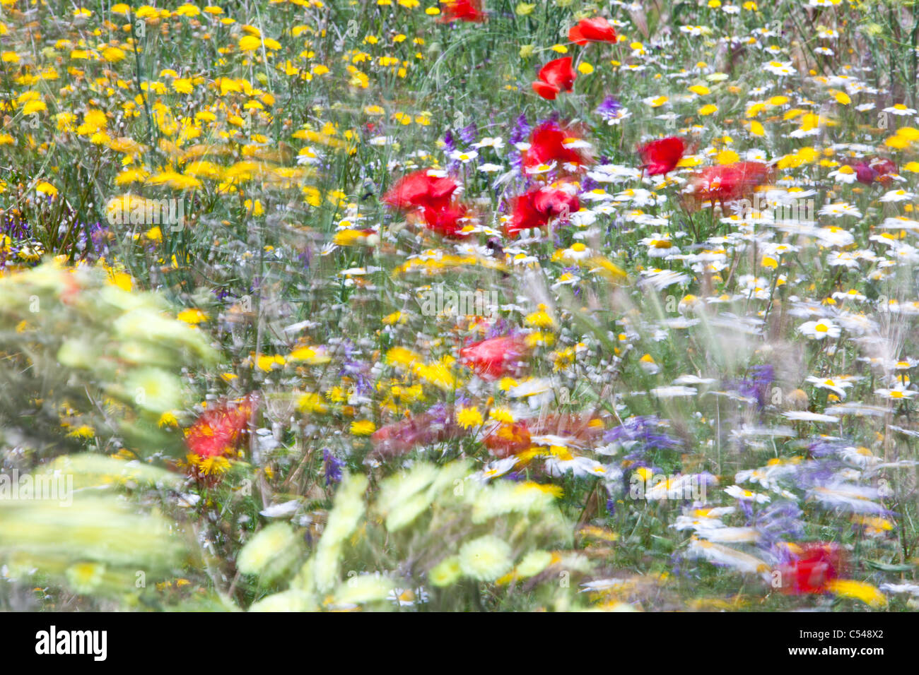 Wind Blowing Flowers