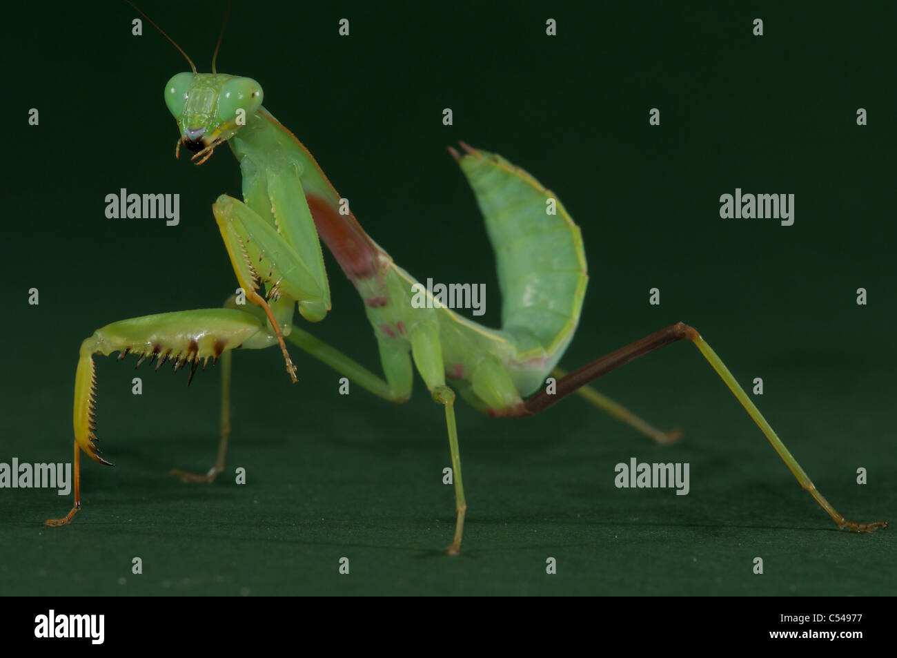 Praying mantis nymph hi-res stock photography and images - Alamy