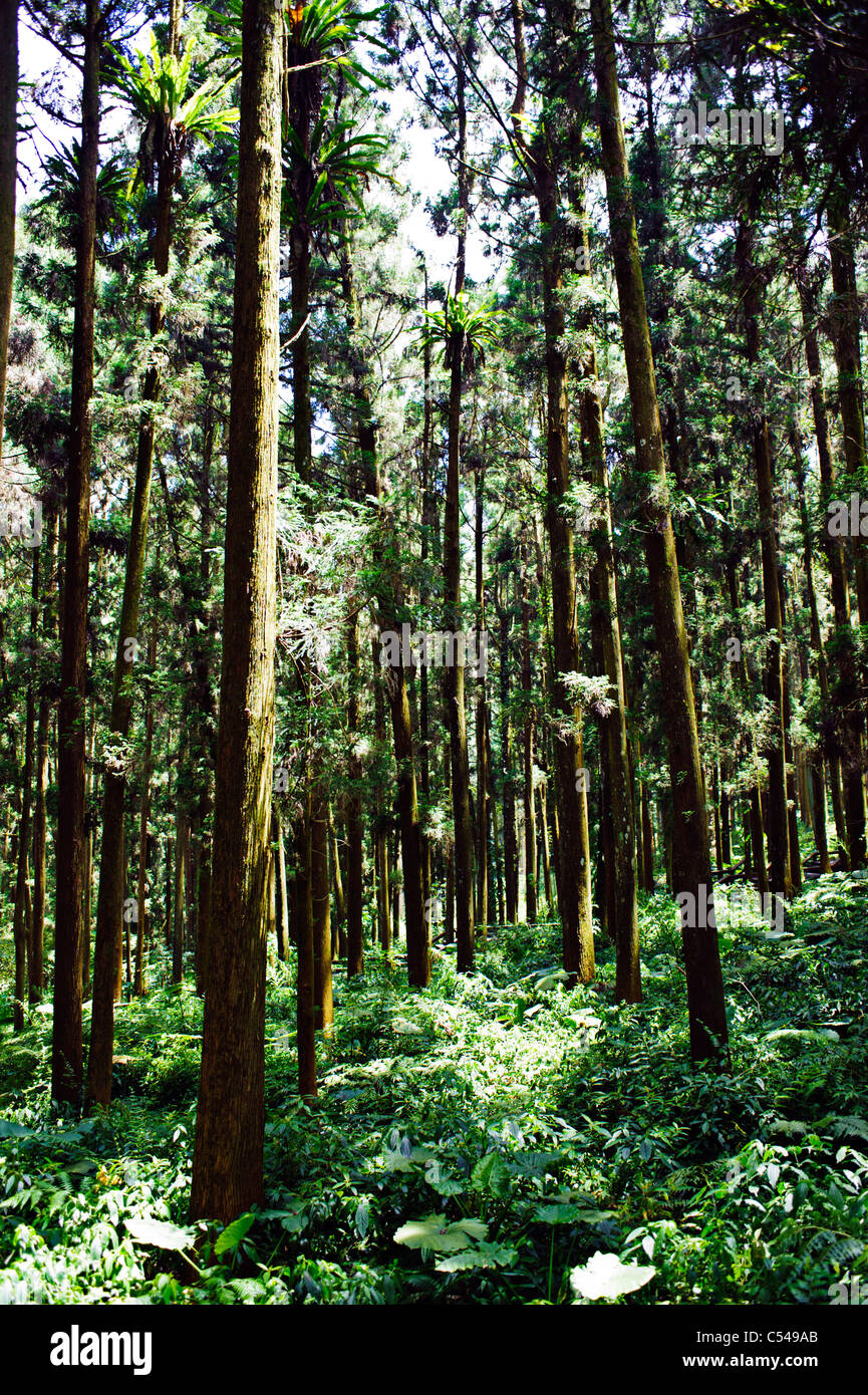 Alishan National Park Scenic Area, Fenqihu, Chiayi, Taiwan Stock Photo ...